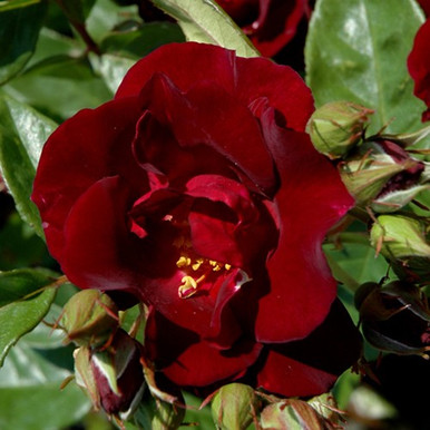 Night Owl Climbing Rose