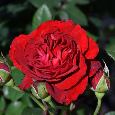 Lady In Red Climbing Rose