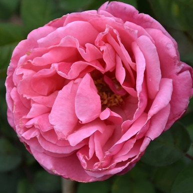 Dee-Lish Hybrid Tea Rose