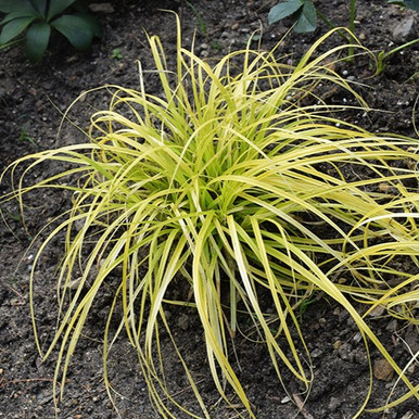 EverColor Everillo Japanese Sedge