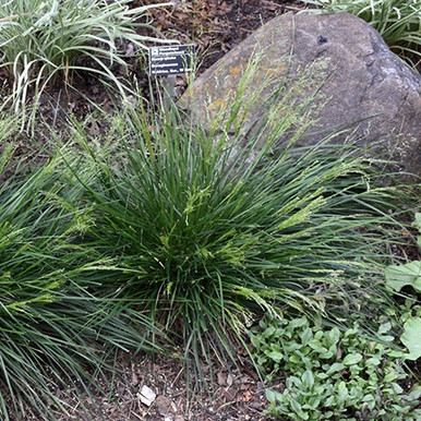 Golden Dew Tufted Hair Grass
