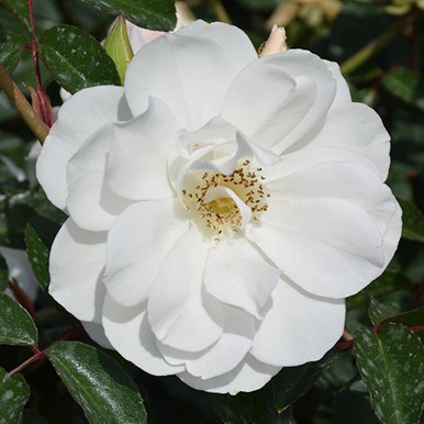 Iceberg Climbing Rose