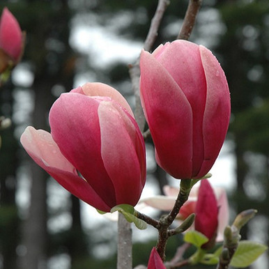 Rose Marie Magnolia