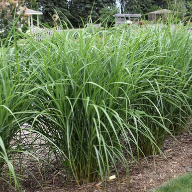 Malepartus Maiden Grass