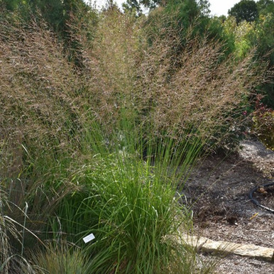 Skyracer Moor Grass