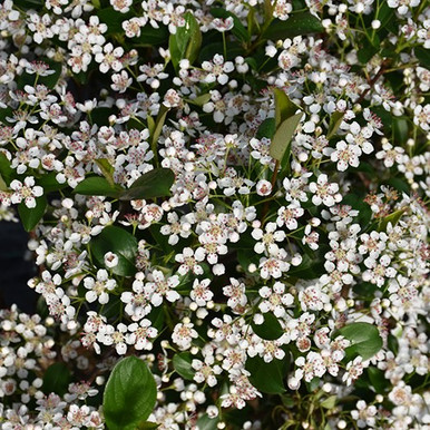 LOW SCAPE Snowfire Aronia
