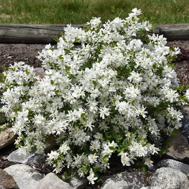 Lotus Moon Pearlbush