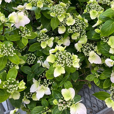 Fairytrail Bride Cascade Hydrangea