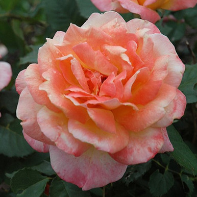 Tahitian Sunset Hybrid Tea Rose
