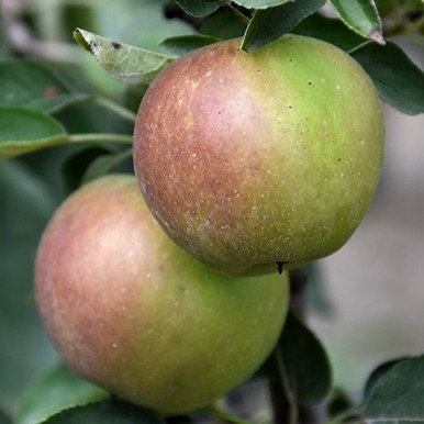 Urban Apple Blushing Delight