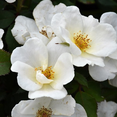White Knock Out Rose Std Tree
