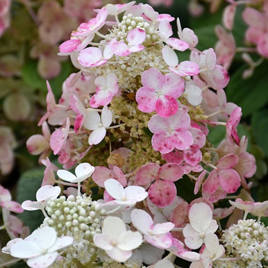 Torch Hydrangea