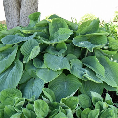 Komodo Dragon Hosta