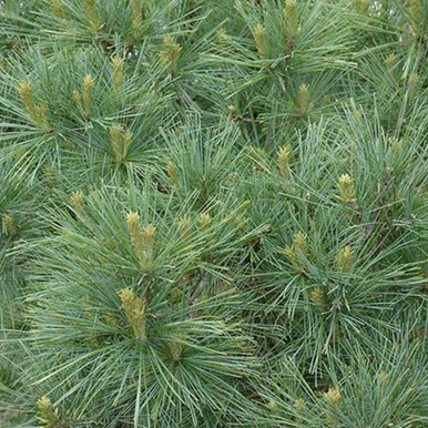 Blue Shag White Pine
