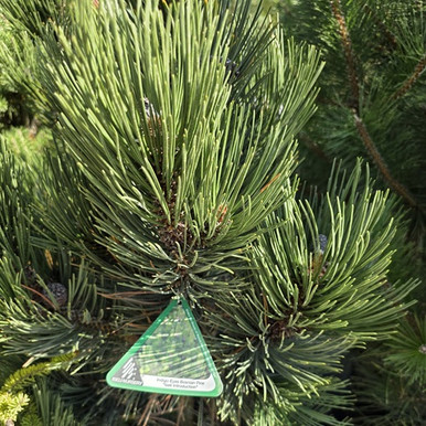 Indigo Eyes Bosnian Pine