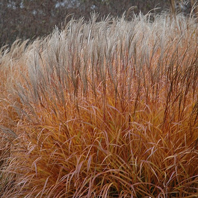 Fire Dragon Maiden Grass