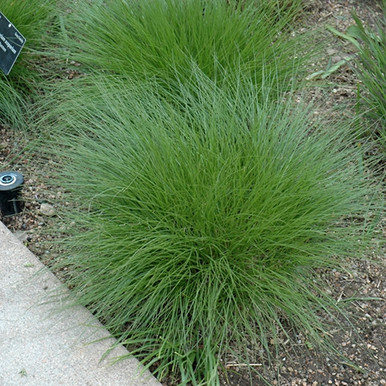 Little Bluestem Carousel Bluestem