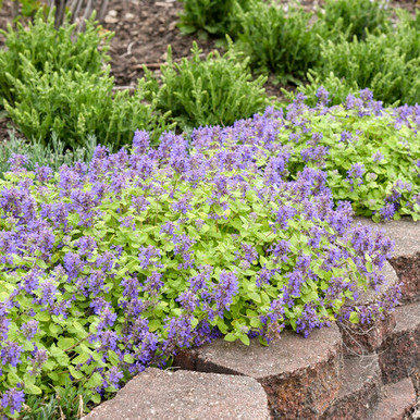 Lemon Purrfection Catmint