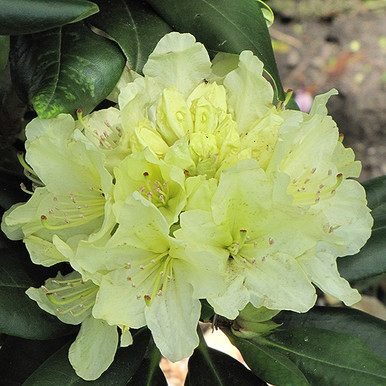 Capistrano Rhododendron