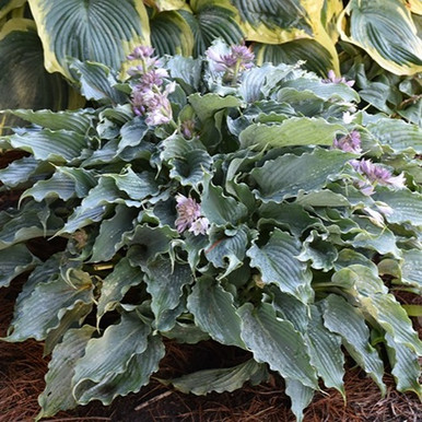 Waterslide Hosta