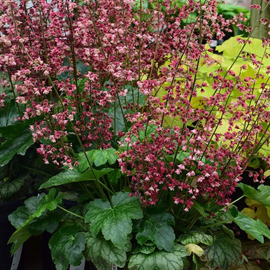 Berry Timeless Coral Bells