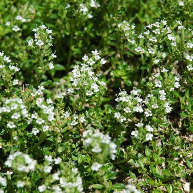 White Creeping Thyme