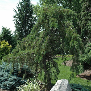 Uncle Fogy Contorted Jack Pine