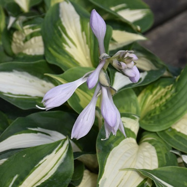 Half And Half Hosta