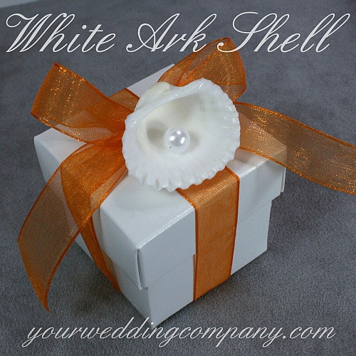 Natural White Ark Shells | White Wedding Shells | Shell Vase Filler