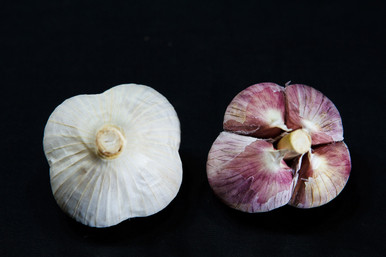 GERMAN WHITE STIFFNECK Bulk Garlic | Filaree Organic Seed Farm