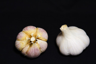 IOWA GERMAN WHITE Garlic | Filaree Organic Seed Farm