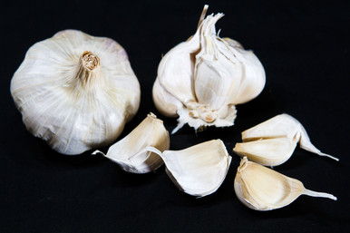POLISH WHITE Bulk Garlic | Filaree Organic Seed Farm