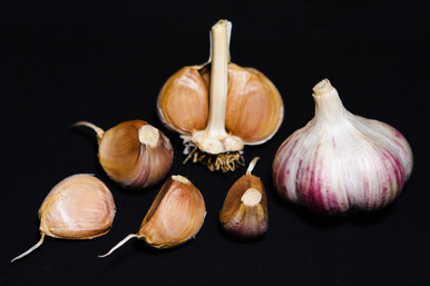 RUSSIAN RED Garlic | Filaree Organic Seed Farm