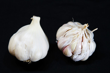 SILVER WHITE Bulk Garlic | Filaree Organic Seed Farm