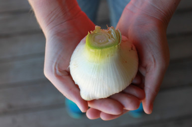 Organic Elephant Garlic Garlic | Filaree Organic Seed Farm