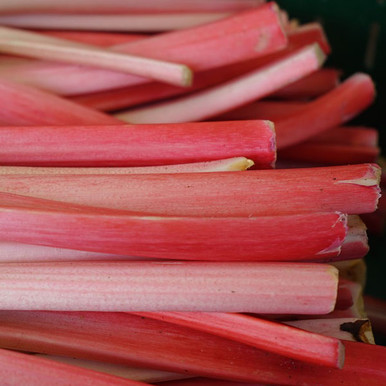 Crimson Red Rhubarb Conventional