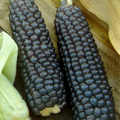ORGANIC BLUE MOUNTAIN FLINT CORN