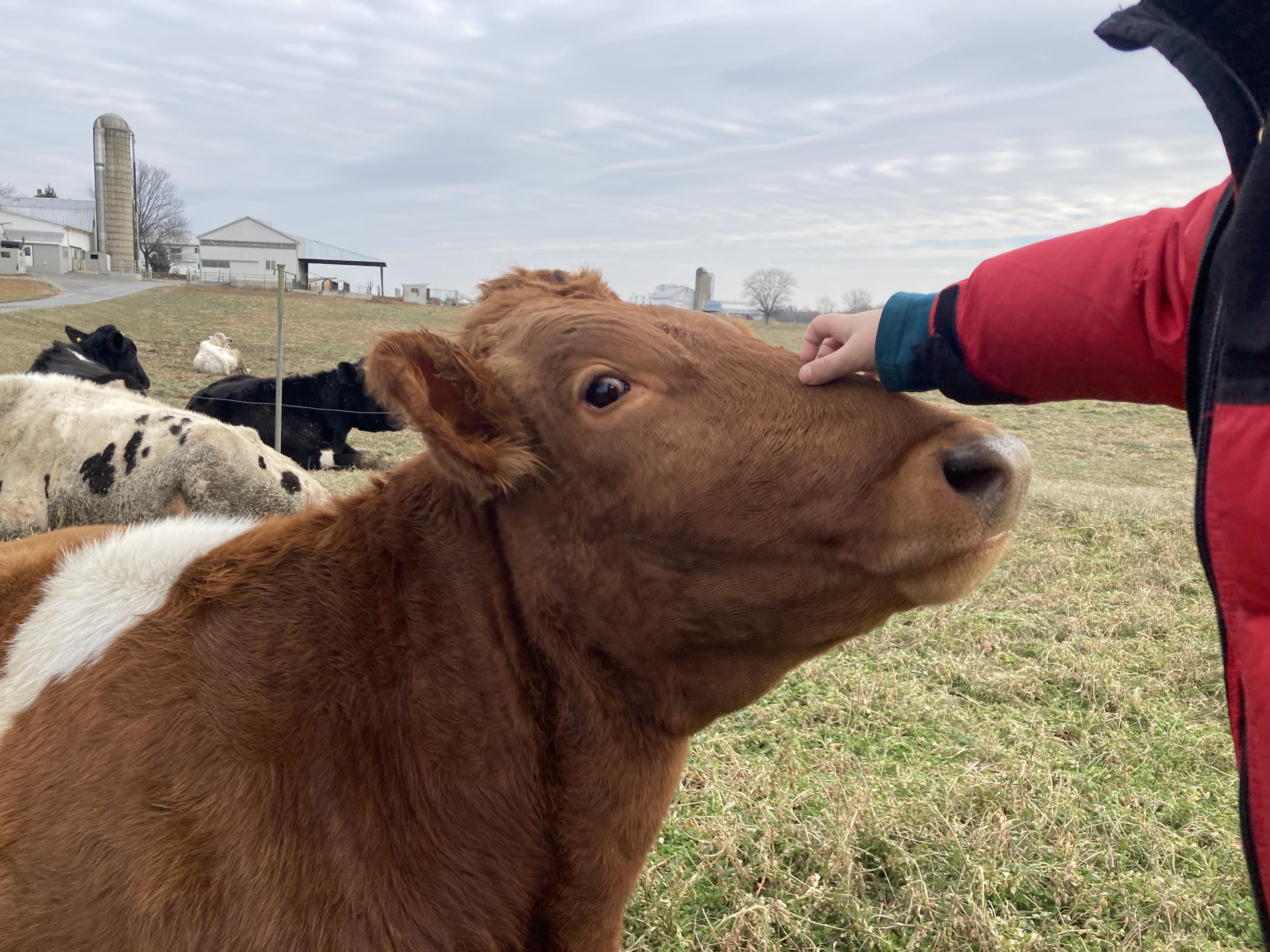 Celebrating Life and a Fun Challenge for you. - Now Farms