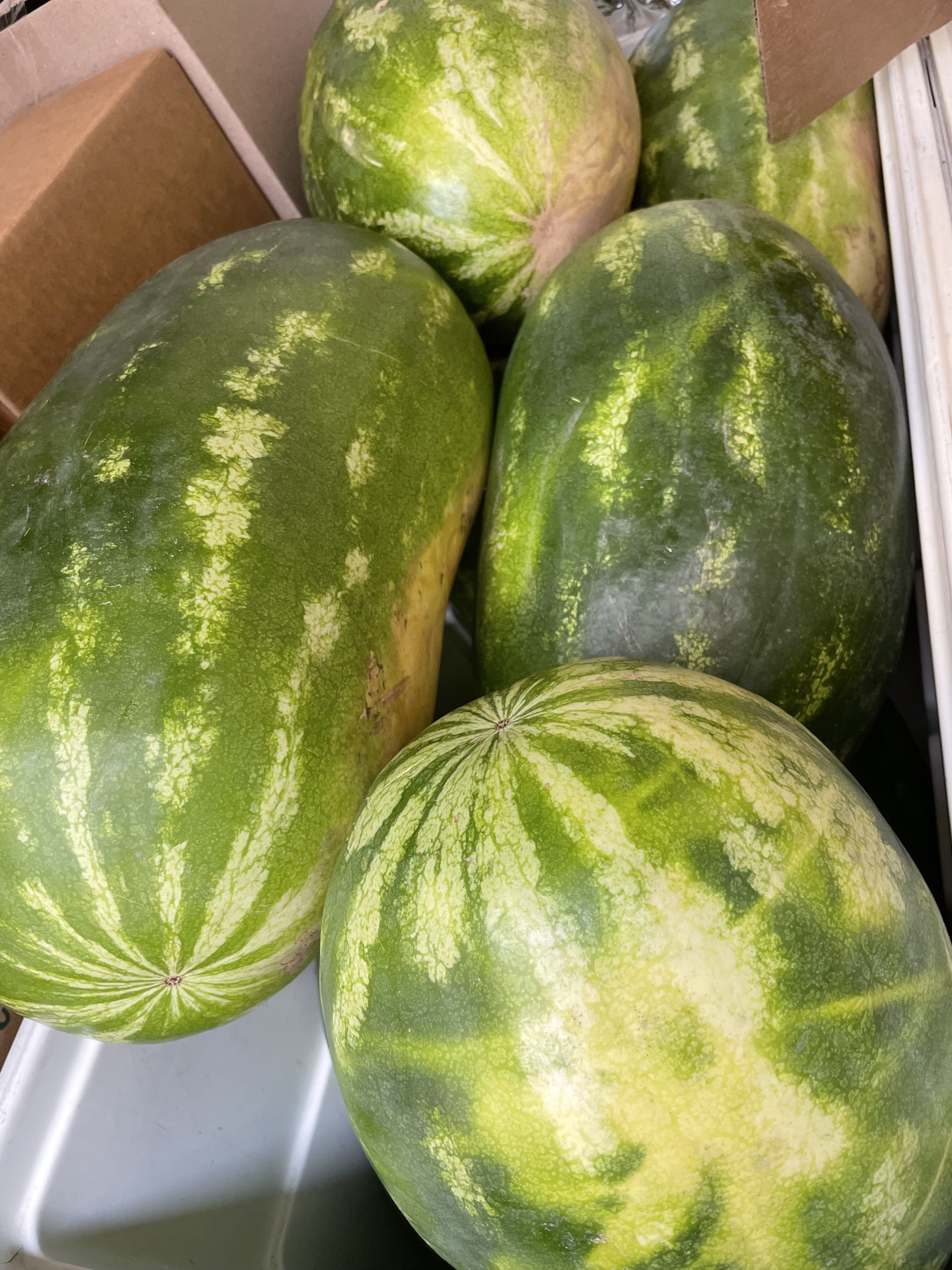 Did you see those huge watermelons! Last week and limited. - Now Farms
