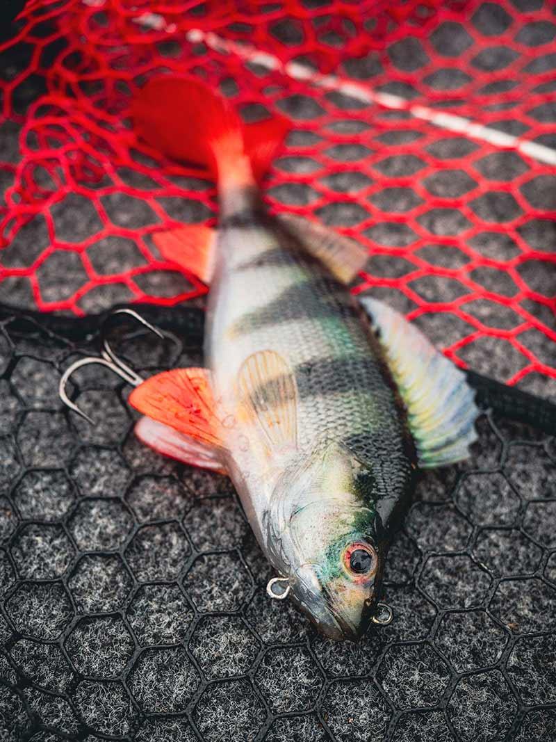 Fox Rage Ultra Realistic Perch - Hooked Tackle