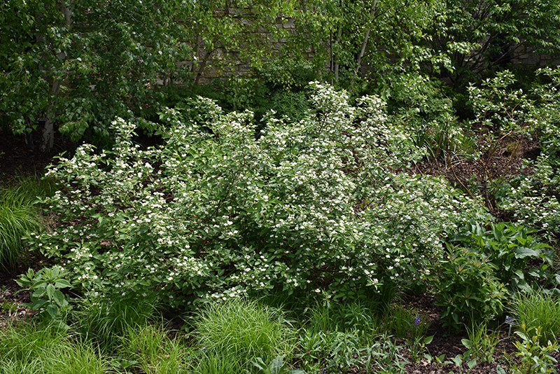 Red Osier Dogwood - Tree Valley Garden Centre