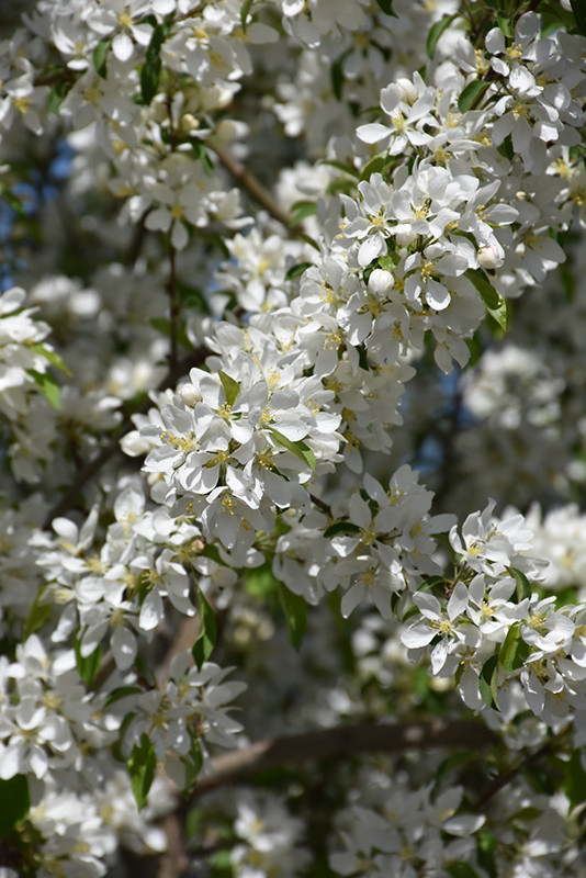 Spring Snow Flowering Crab - Tree Valley Garden Centre