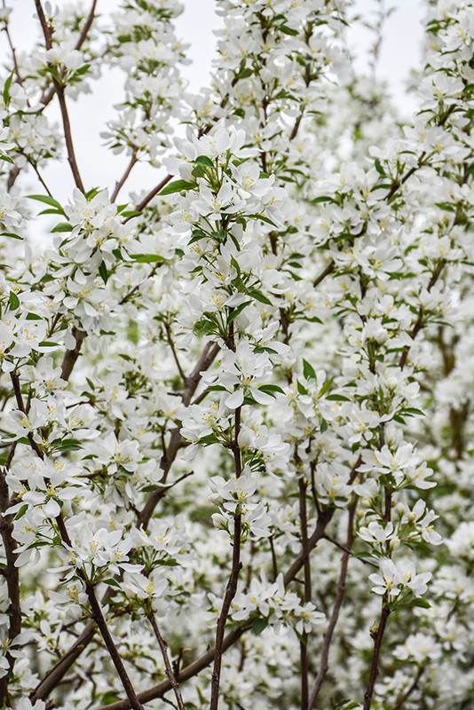 Spring Snow Flowering Crab - Tree Valley Garden Centre