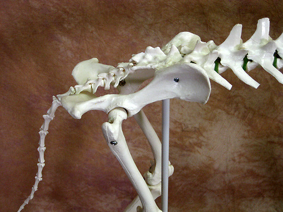 Large Dog Skeleton - Haunted House Creations