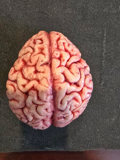 Silicone Brain - Haunted House Creations