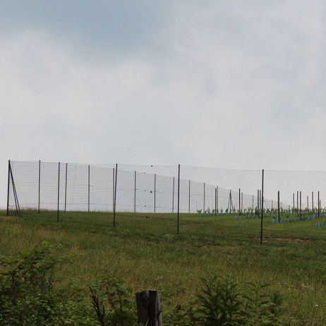 6' H Fence Heavy Line Posts - 61-Pack | Busters