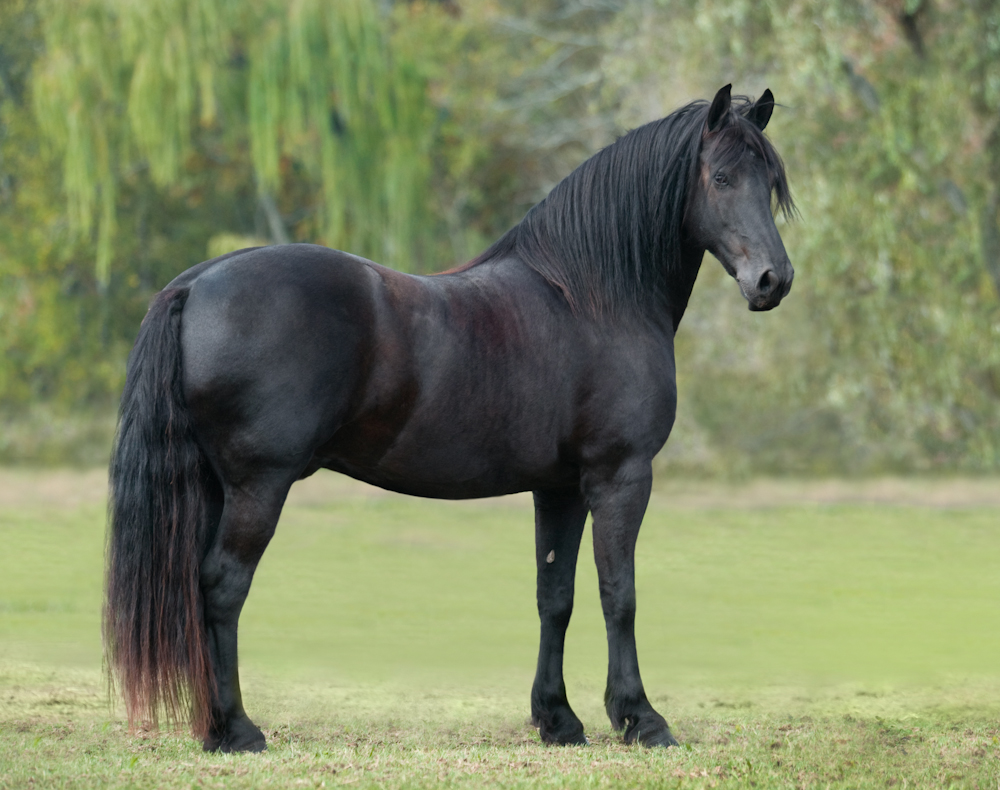 Marketing Your Man: Tips For Positive Positioning of Stallions - Arenus