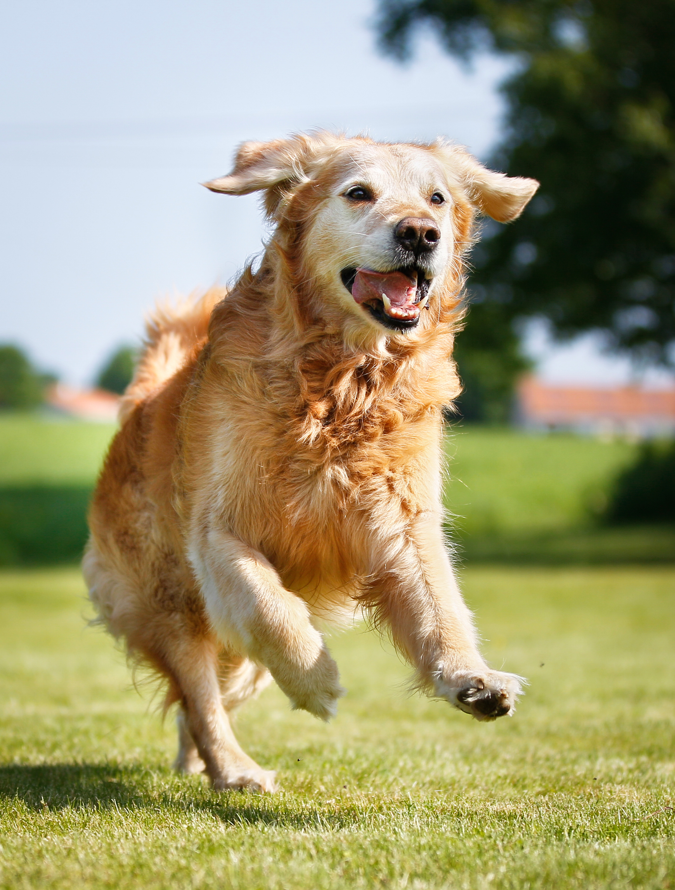 Keeping Aging Fido Happy: The Keys to a Healthy Senior Canine Life - Arenus