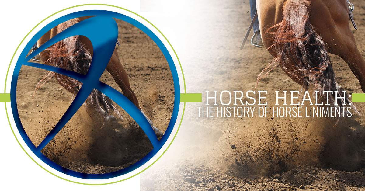 Horse Health: The History of Horse Liniments - Arenus
