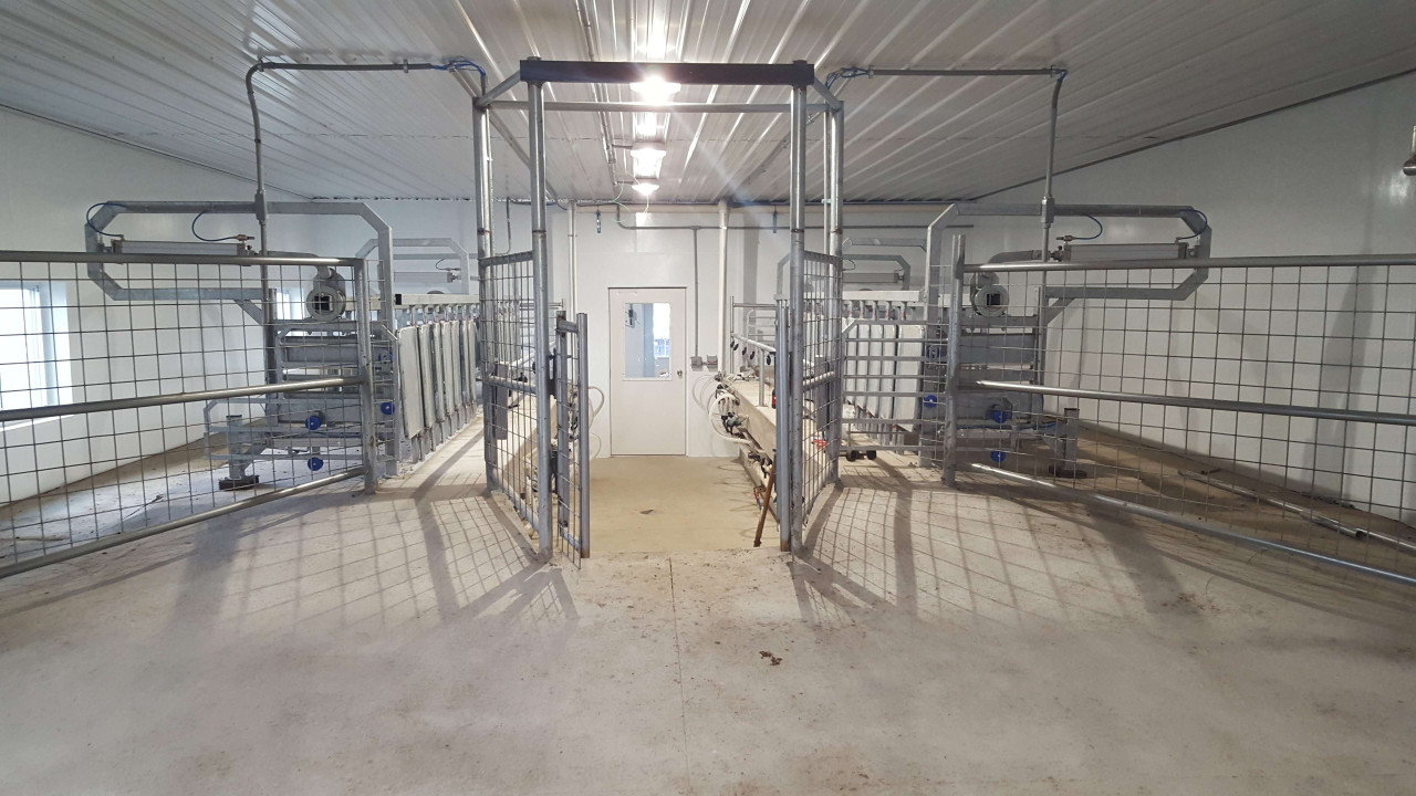Single 16 Goat or Sheep Parlor Rapid Exit Stanchions with feed system ...